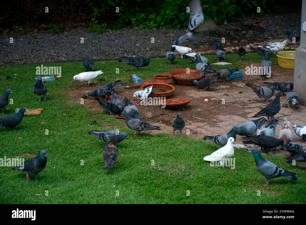 Dubai, United Arab Emirates – December 01, 2024: Pigeons eating Around ...