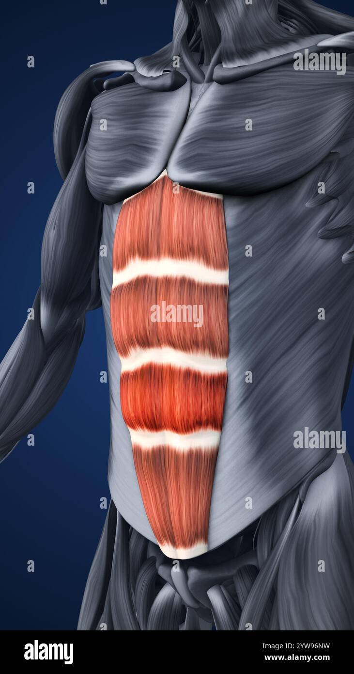 Anatomy of Highlighted Abdominal Muscle Sections Stock Photo - Alamy