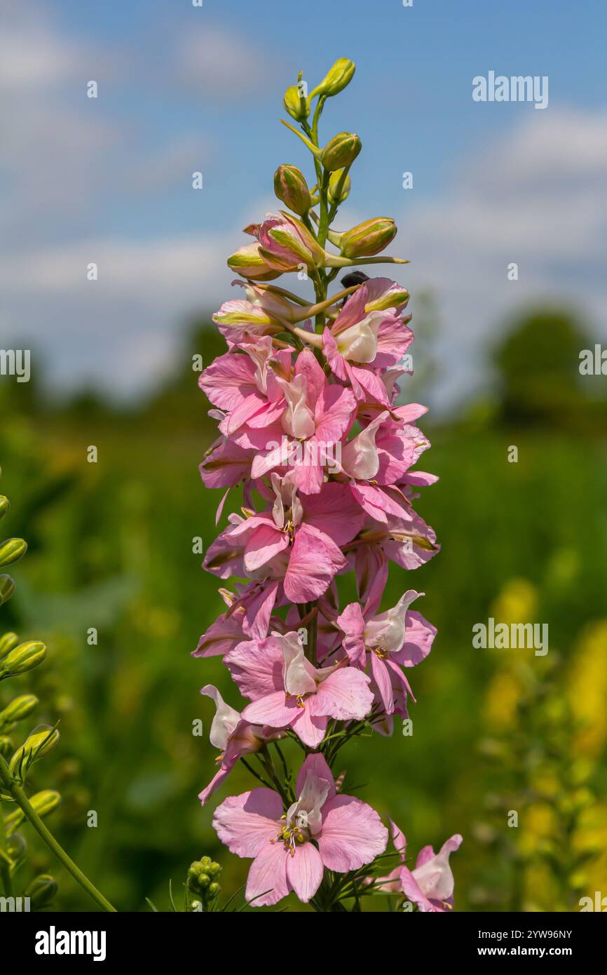 Pink and purple Delphinium Larkspur flowering plant in flower field ...