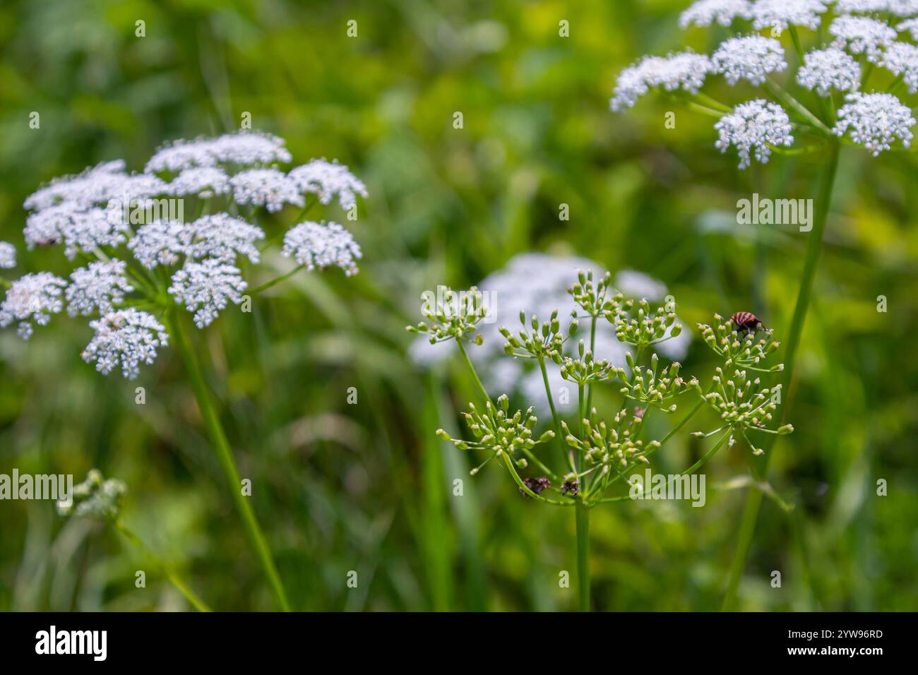 white inflorescence and green leaves of Aethusa cynapium plant Stock ...