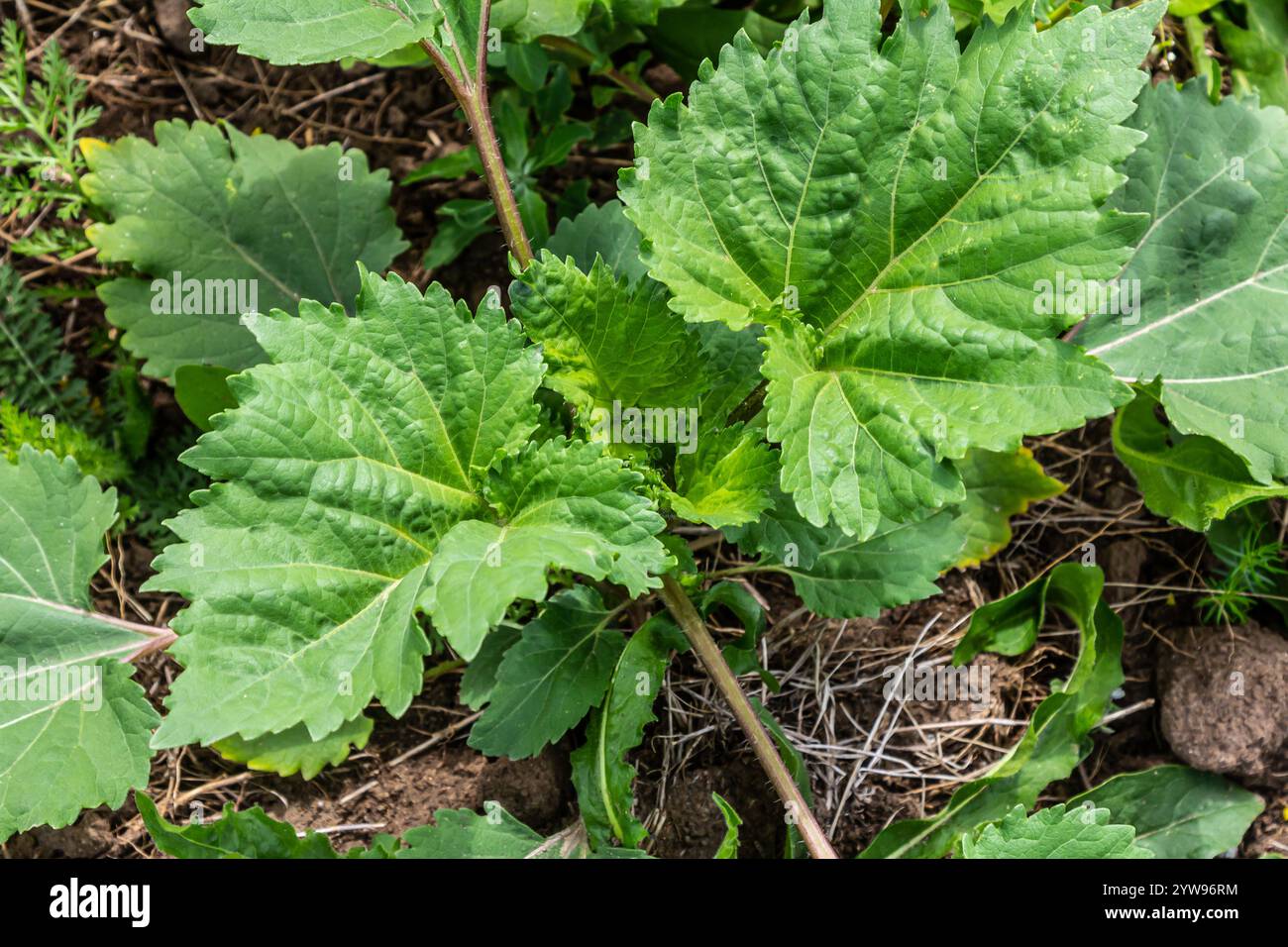 Heracleum, cow parsnip,parsnip. Green large leaves of a fast growing ...