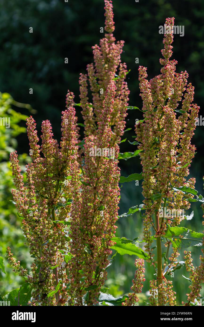 Part of a sorrel bush Rumex confertus growing in the wild with dry ...