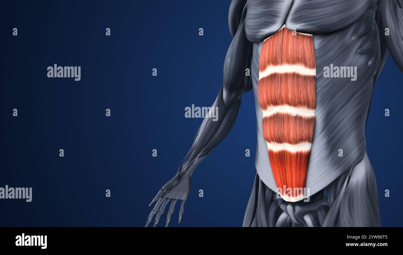Highlighted Sections of Abdominal Muscle Anatomy Stock Photo - Alamy