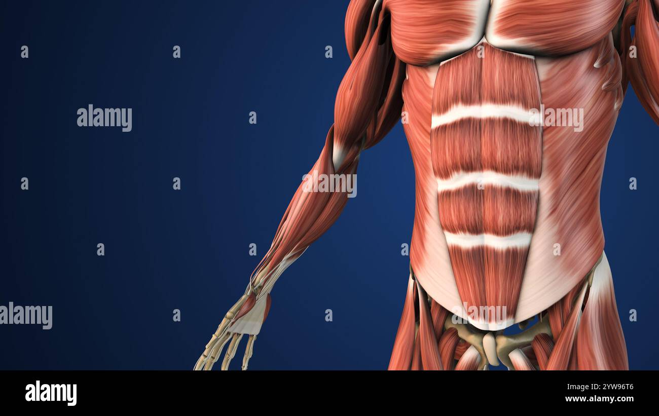 Highlighted Sections of Abdominal Muscle Anatomy Stock Photo - Alamy