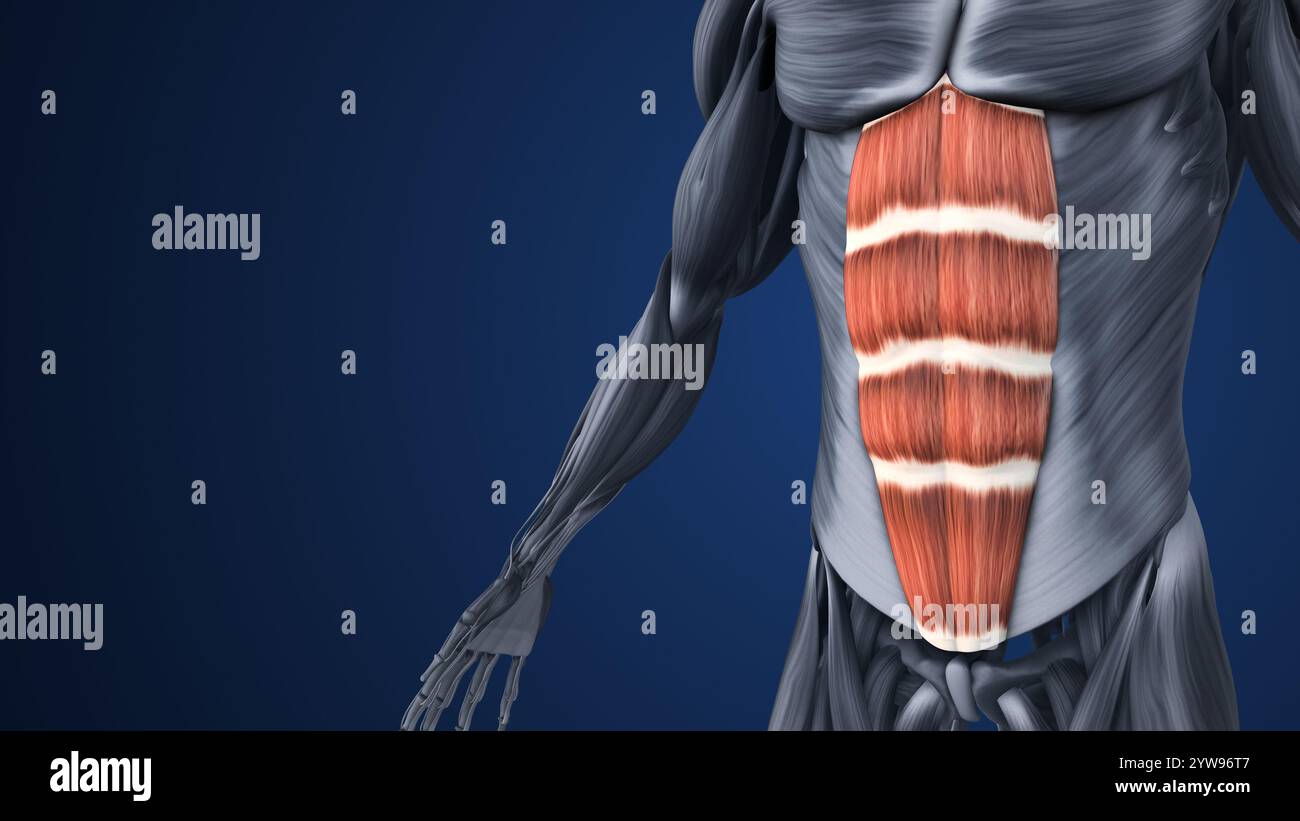 Highlighted Sections of Abdominal Muscle Anatomy Stock Photo - Alamy