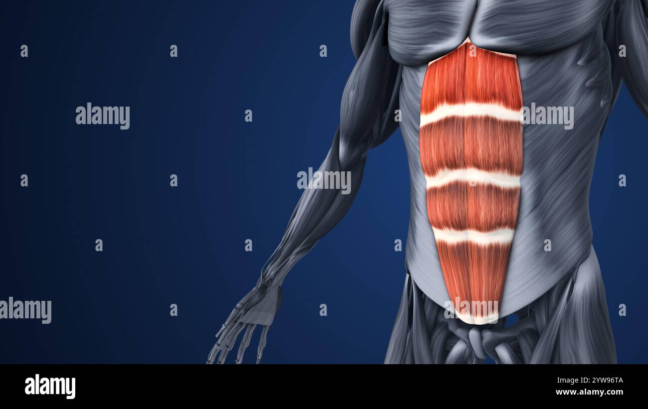 Highlighted Sections of Abdominal Muscle Anatomy Stock Photo - Alamy
