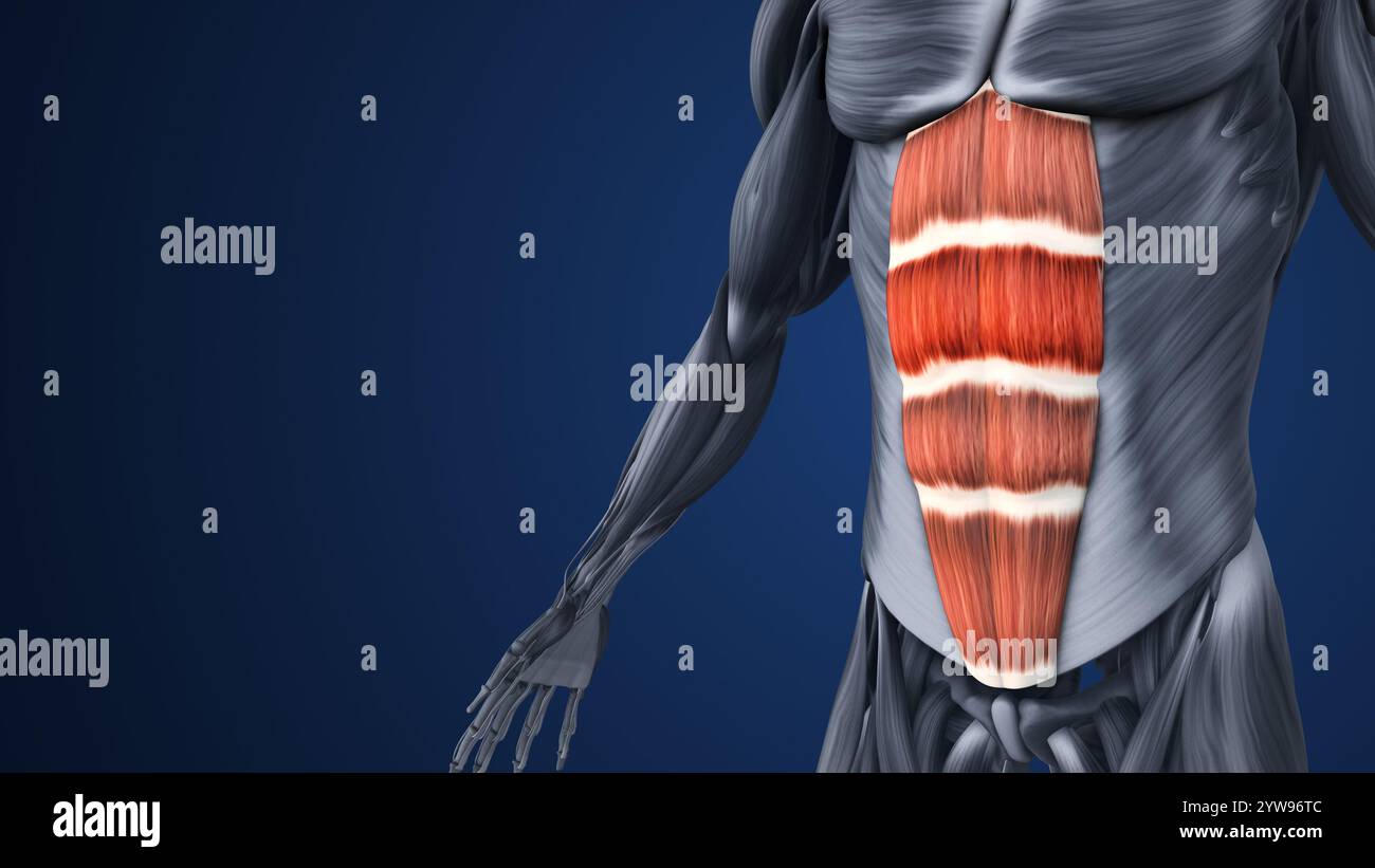 Highlighted Sections of Abdominal Muscle Anatomy Stock Photo - Alamy