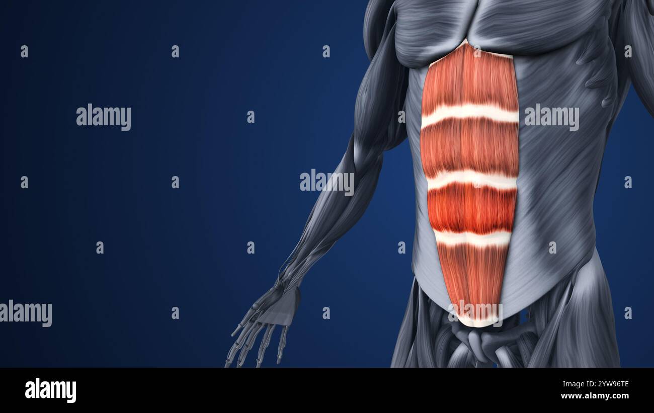 Highlighted Sections of Abdominal Muscle Anatomy Stock Photo - Alamy