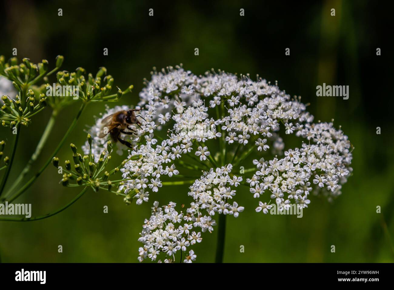 white inflorescence and green leaves of Aethusa cynapium plant Stock ...