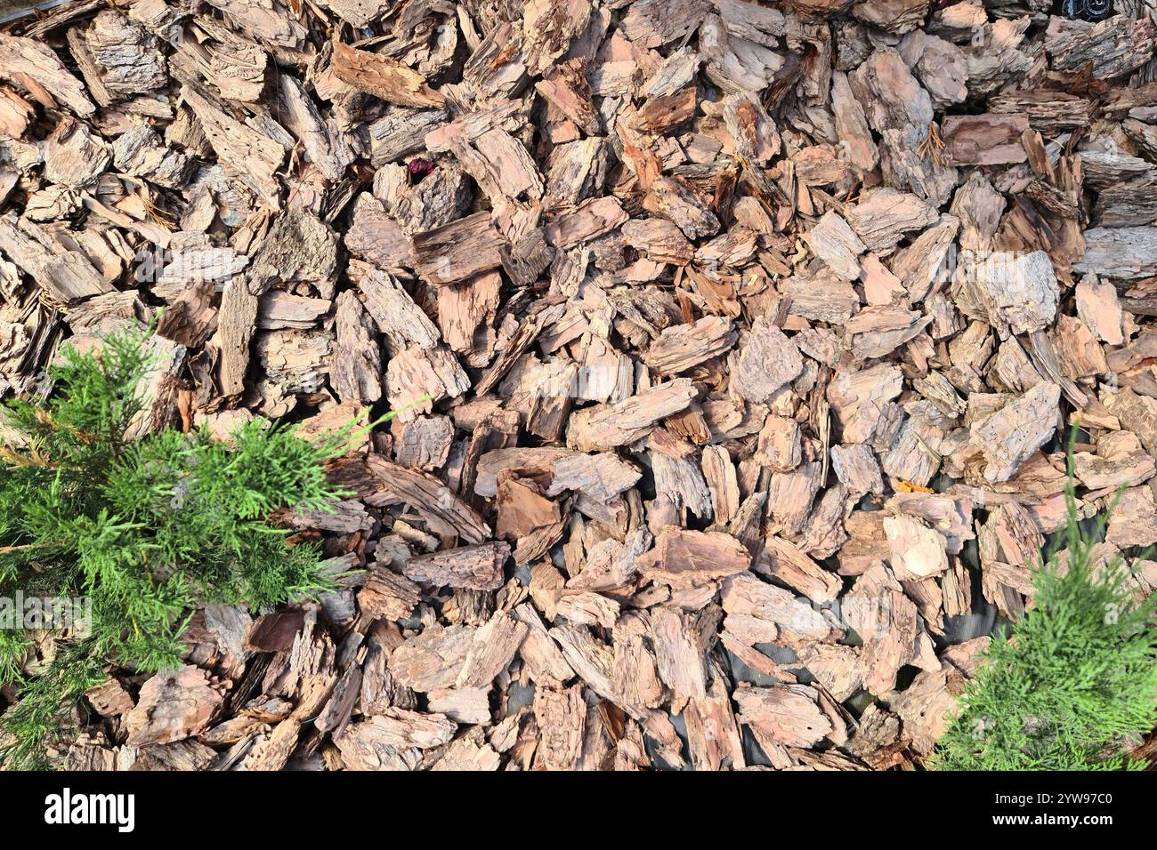 Top view Tree bark mulch is used in gardening, copy space background ...