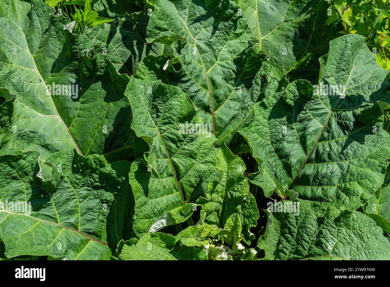 Arctium lappa - Young burdock leaves in an early summer Stock Photo - Alamy