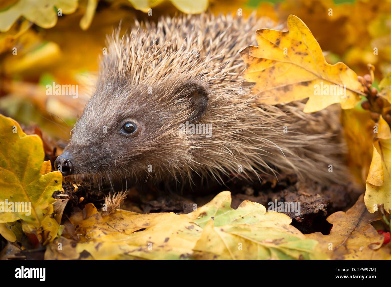 Hedgehog, Scientific name: Erinaceus Europaeus. Wild, native, European ...