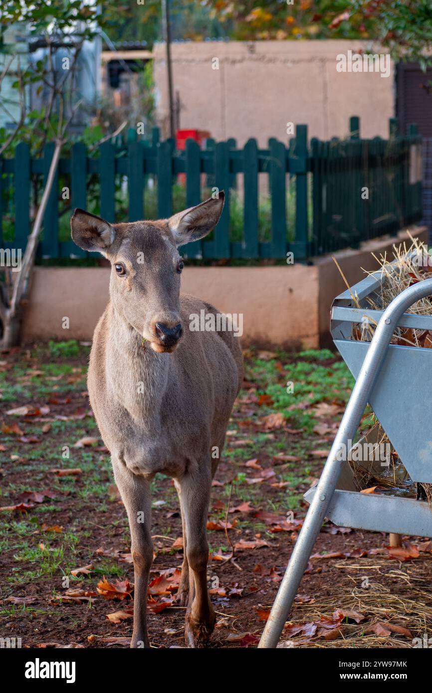 A young deer stands in a pen Stock Photo - Alamy