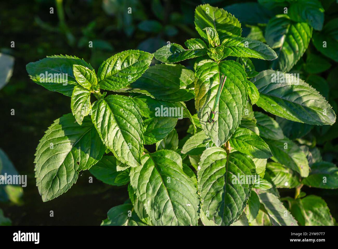 Moroccan mint leaf Latin name Mentha spicata, Moroccan Stock Photo - Alamy