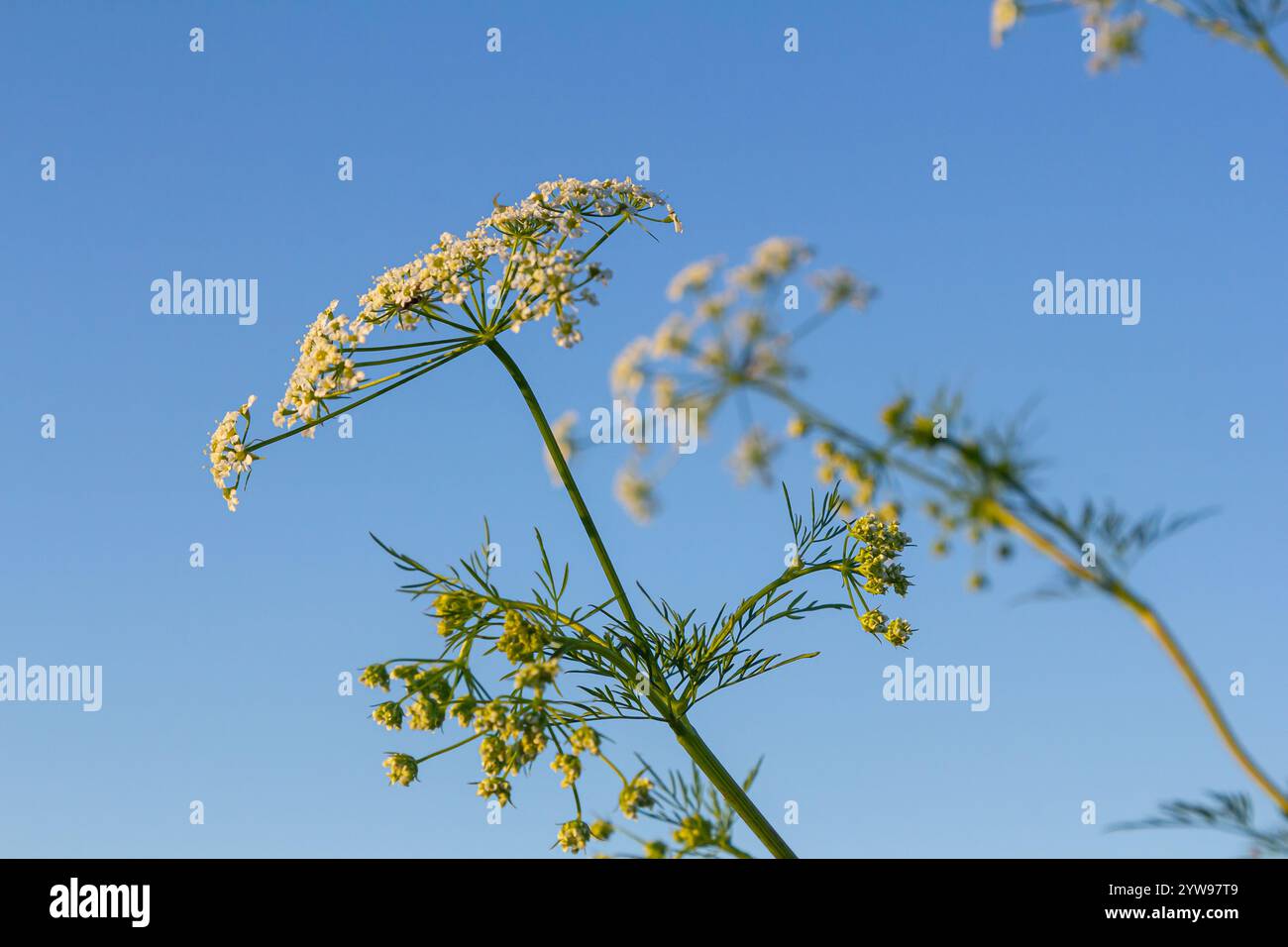 Caraway blooms in garden. White meridian fennel blossom in field ...