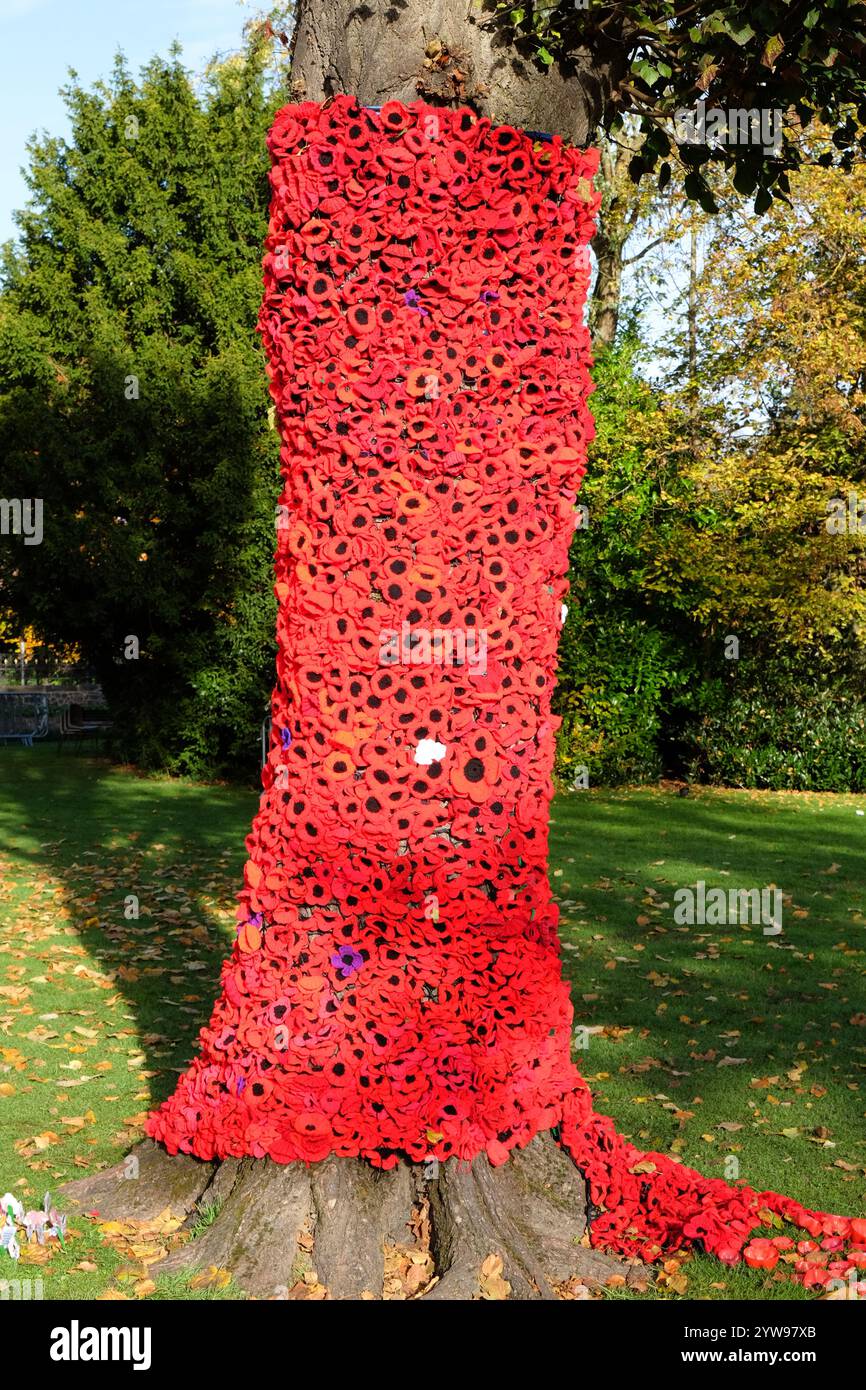 tree wrapped in knitted poppies in queens park loughborough Stock Photo ...