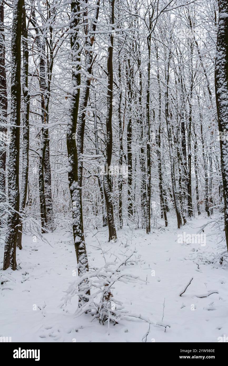 Temperate, deciduous forest with snow covered hornbeam Carpinus betulus ...