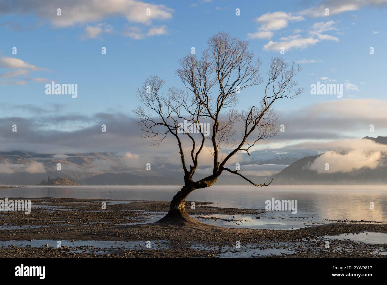 The Wanaka Tree Stock Photo - Alamy