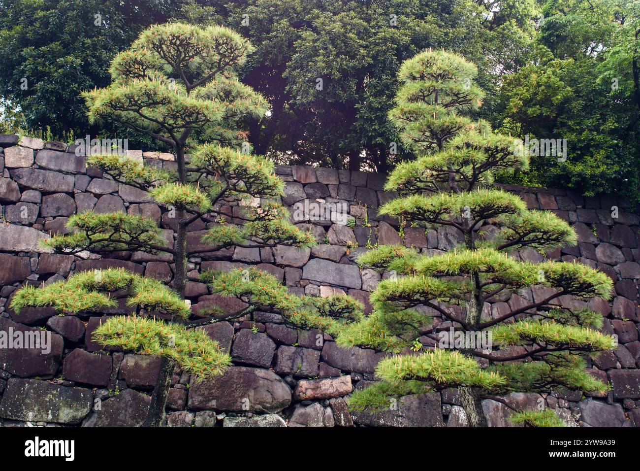 The grounds of the Imperial Palace East Gardens in Tokyo, capital of ...