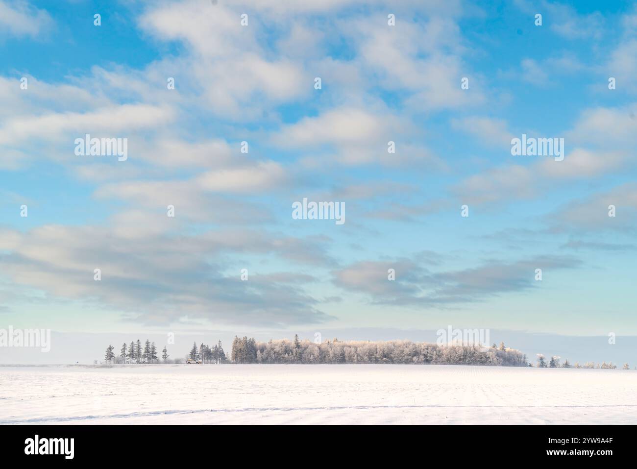 Tree line at the horizon of a vast farm field Stock Photo - Alamy