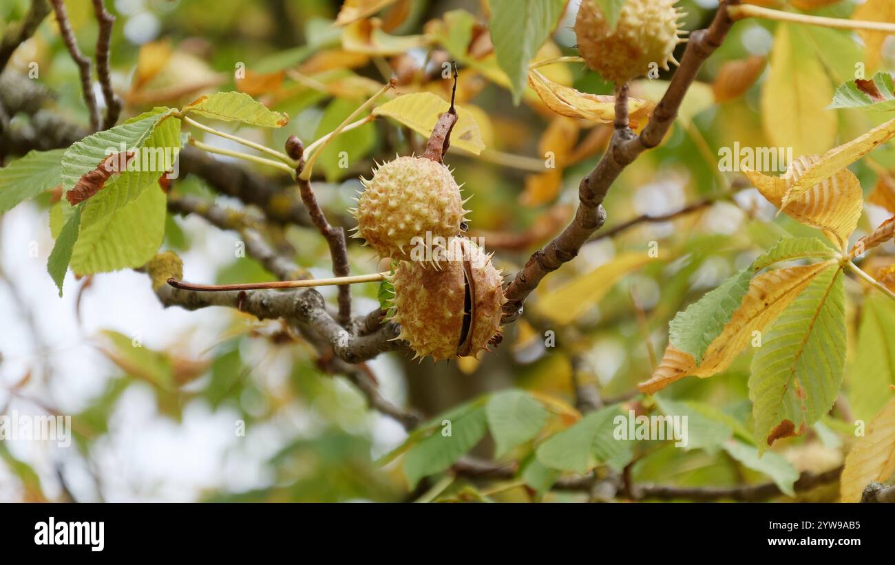 Close-Up of Horse Chestnut Tree with Spiky Fruits and Fall Foliage ...