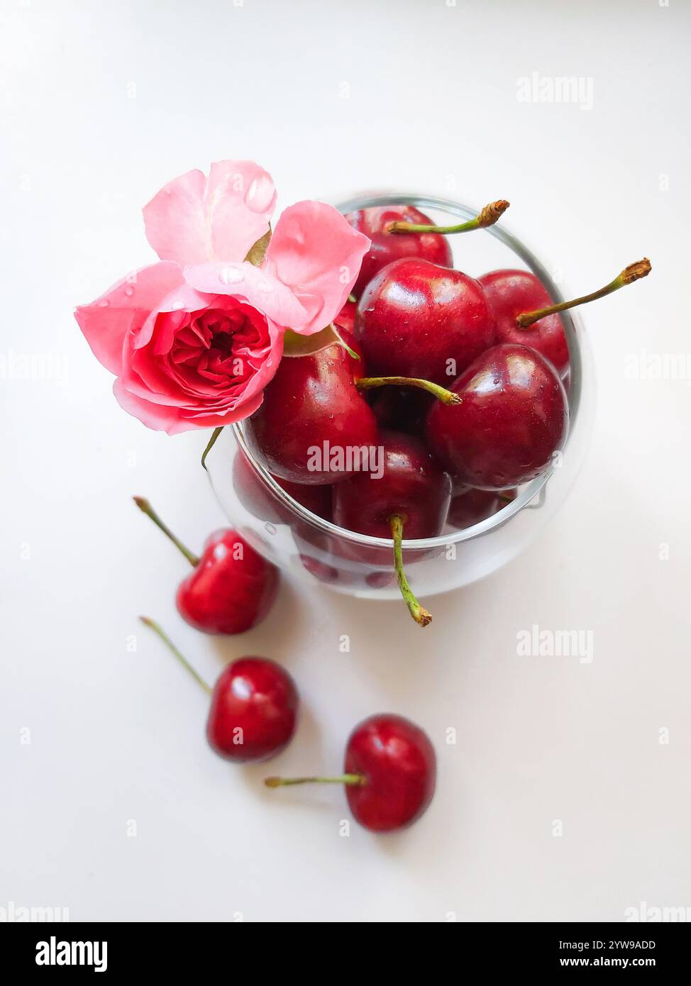 Fresh cherries and a pink rose create a vibrant still life, celebrating ...