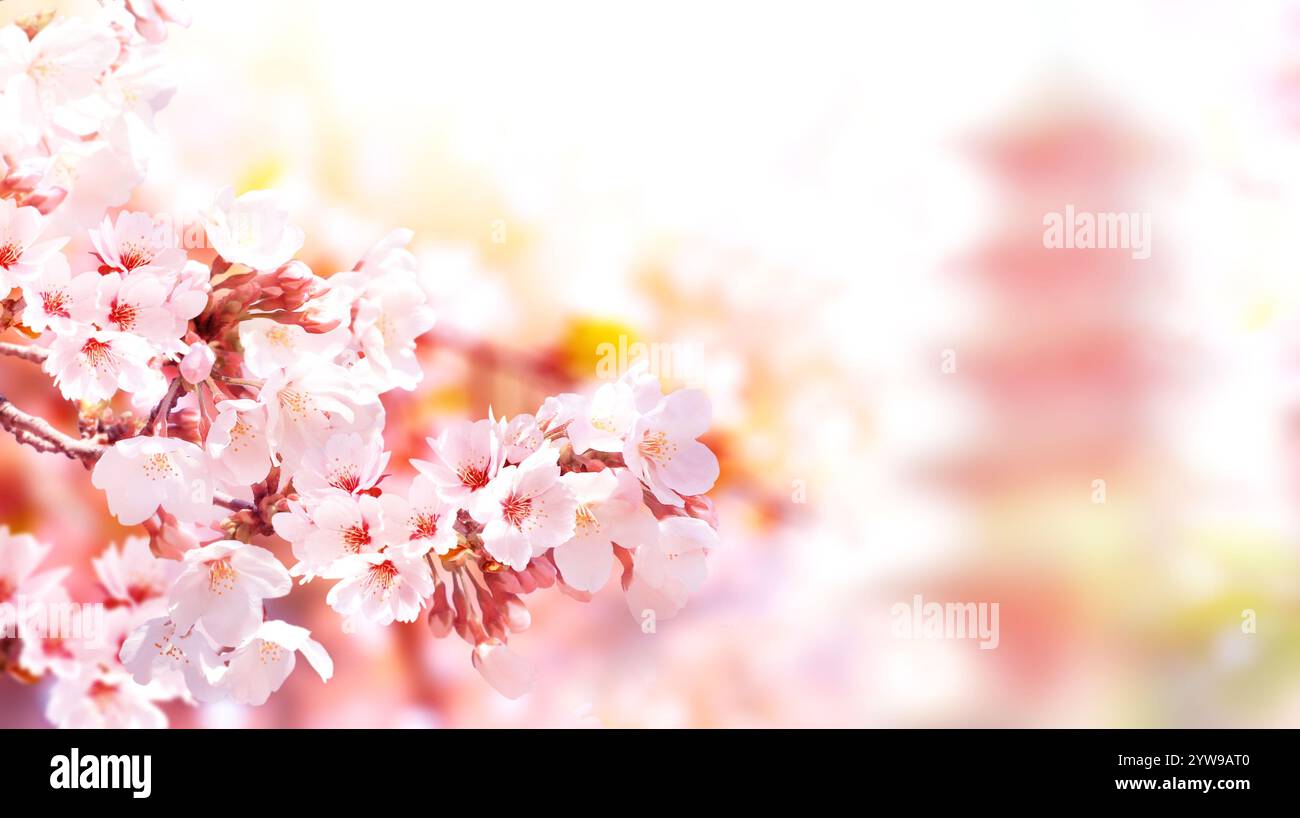Horizontal banner with sakura flowers of white color and ancient pagoda ...