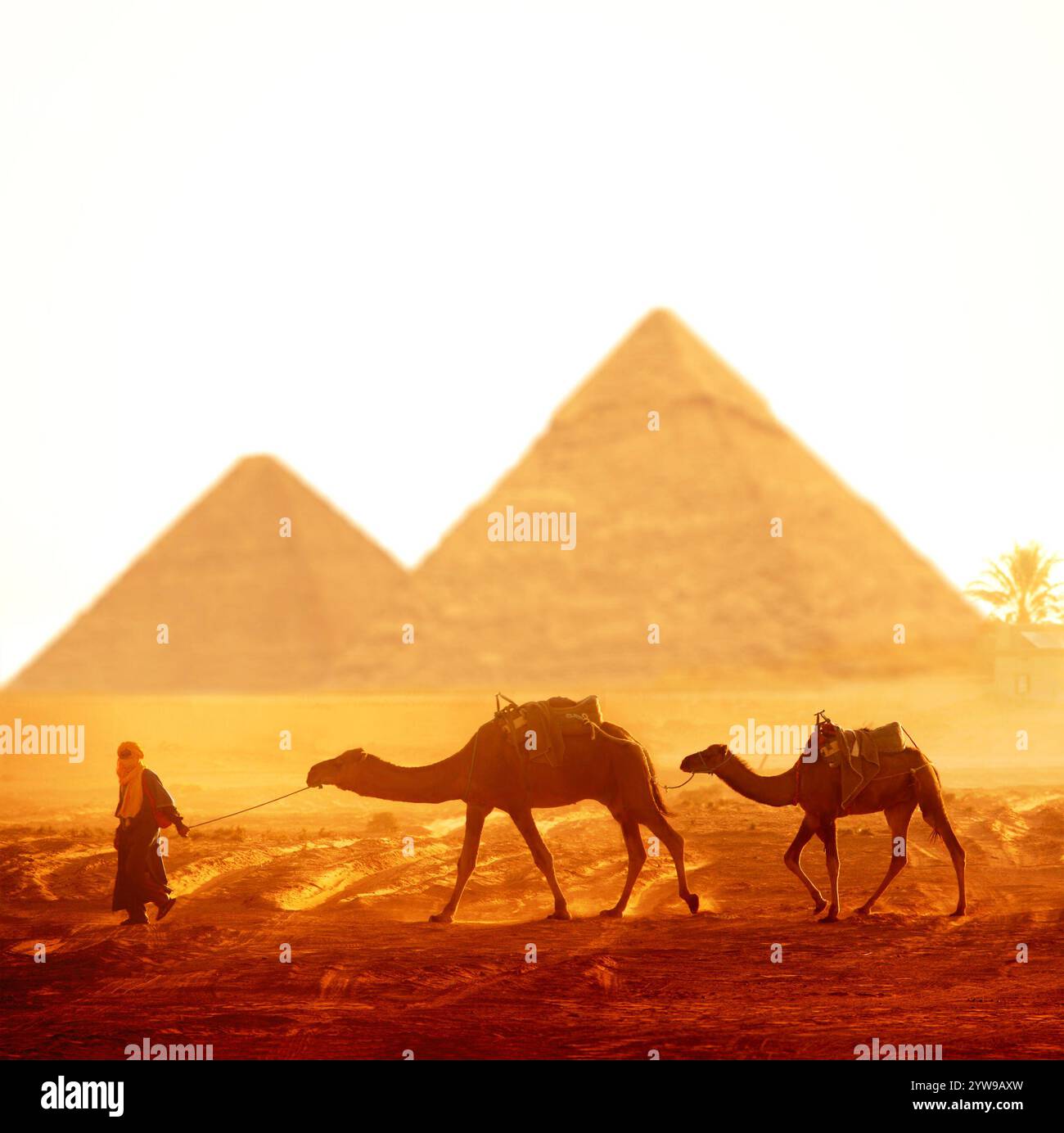 Horizontal banner with caravan of camels and Great Pyramids of Chephren ...