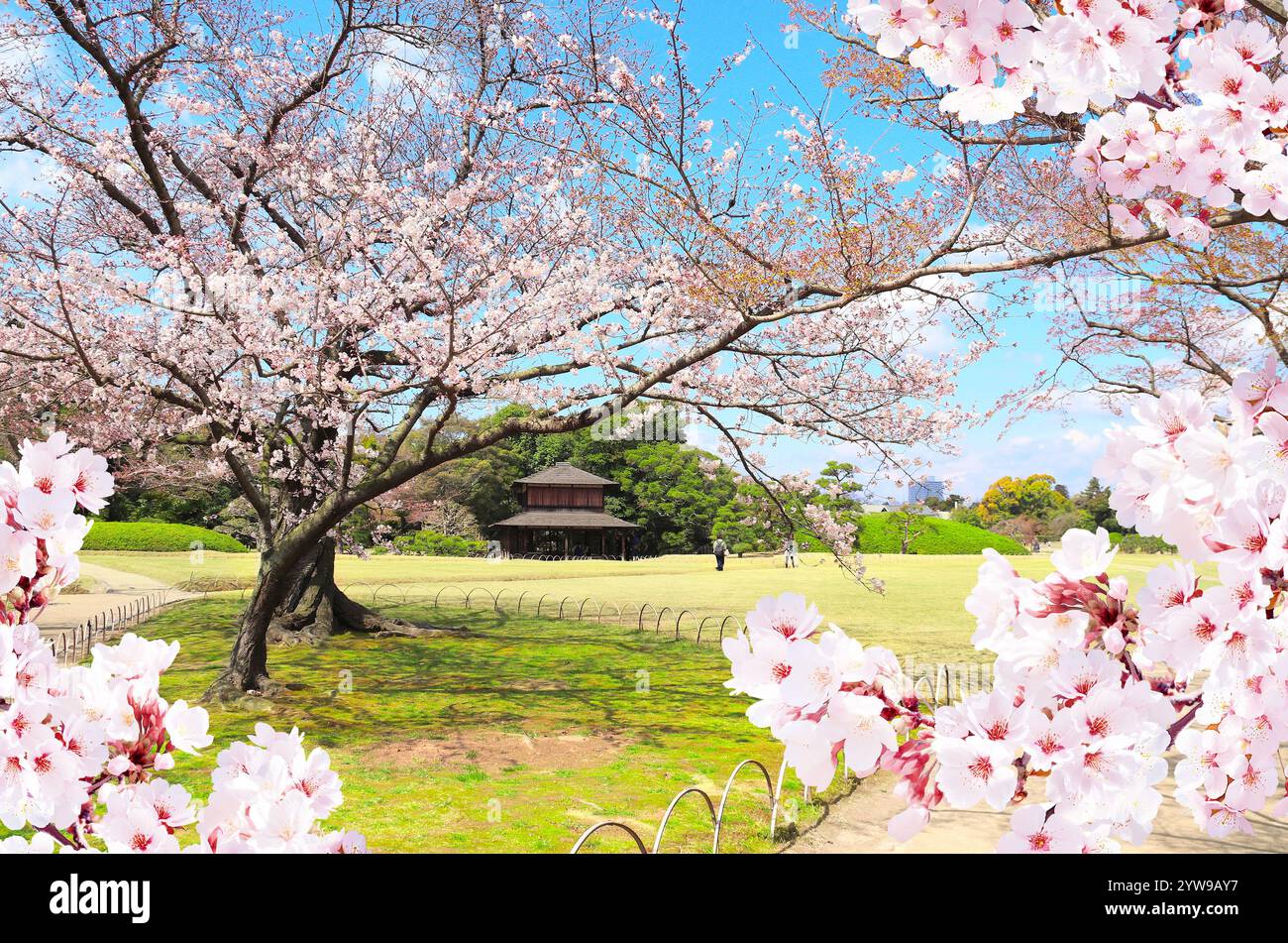 Blooming sakura trees in Koishikawa Korakuen garden, Okayama, Japan ...