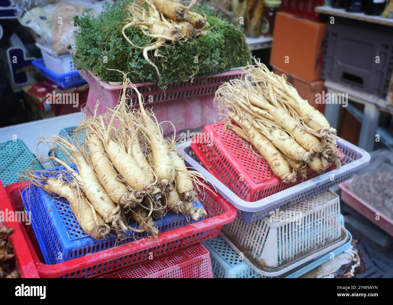 Fresh ginseng in Korean street market. Ginseng root sale at a market in ...