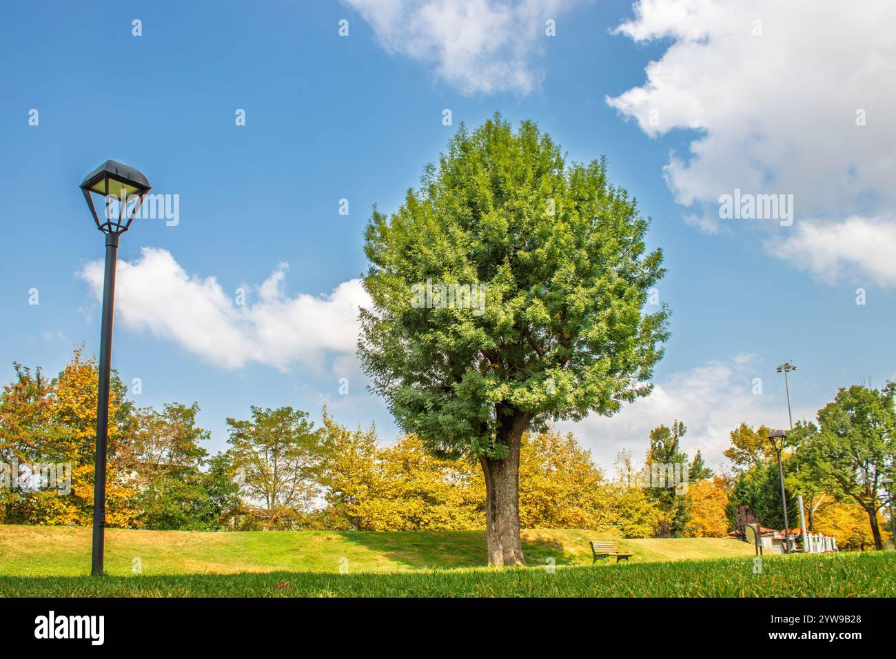 A scenic summer view of Sakarya City Park, showcasing a tall tree, a ...
