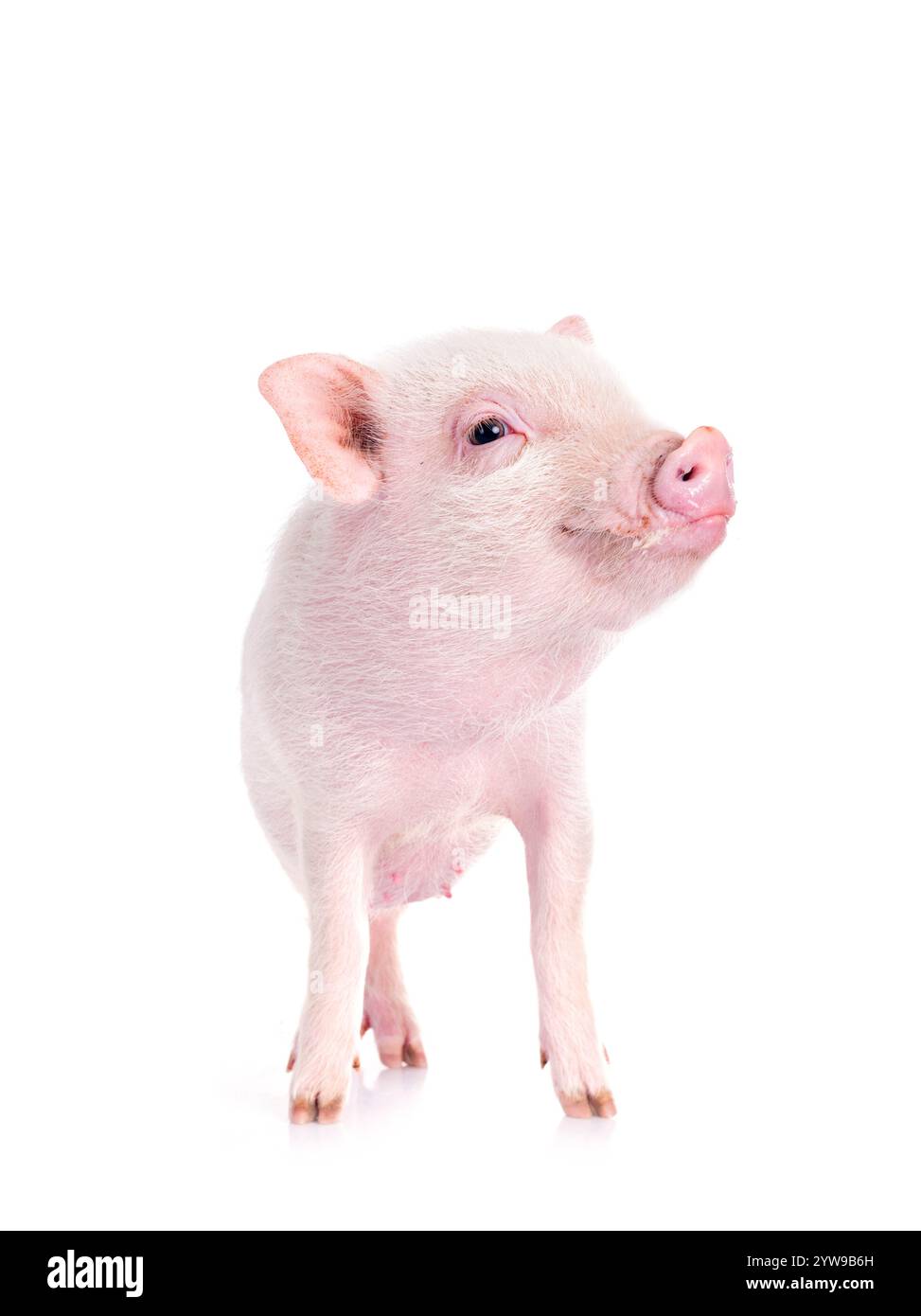 pink miniature pig in front of white background Stock Photo - Alamy