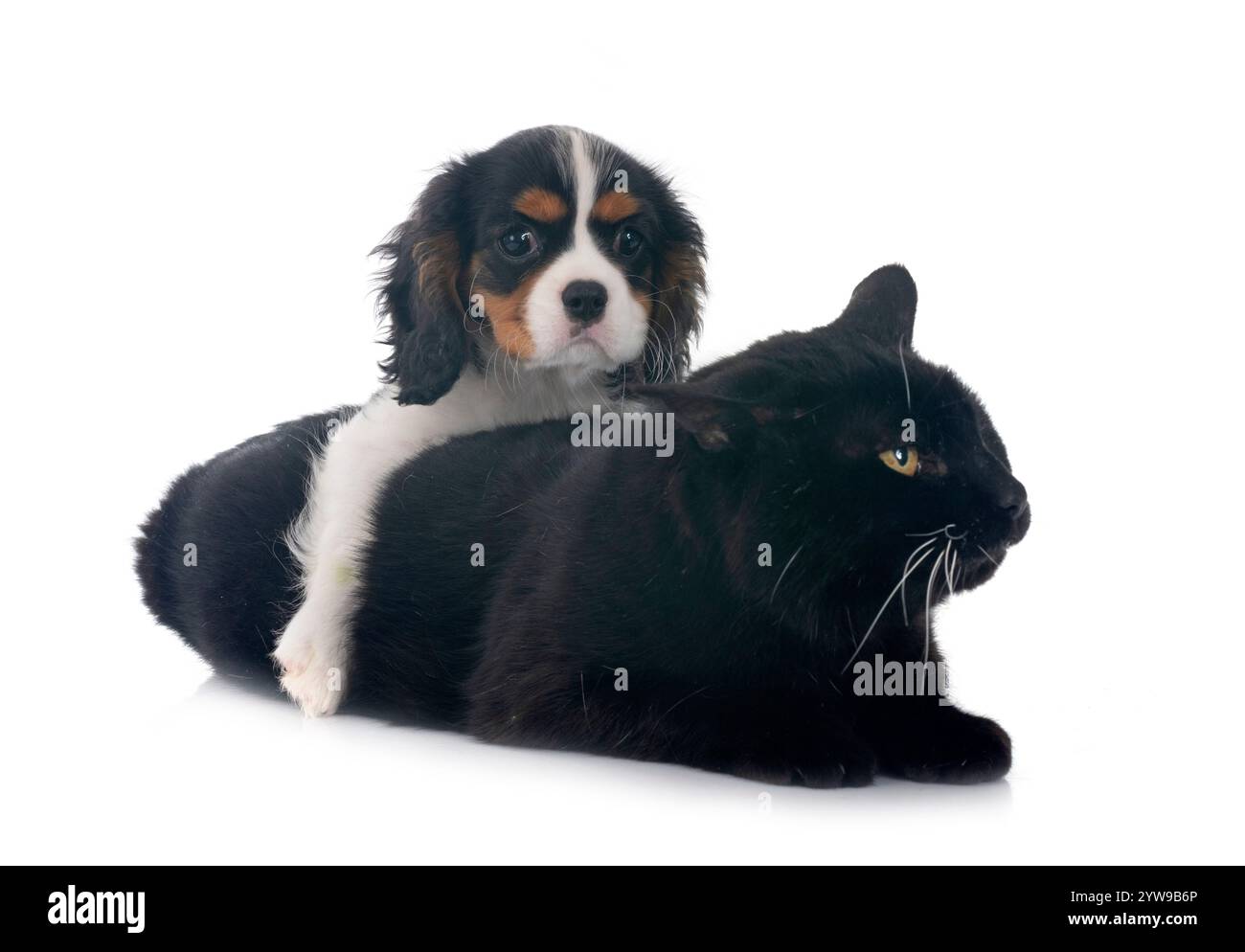 cavalier king charles and cat in front of white background Stock Photo ...