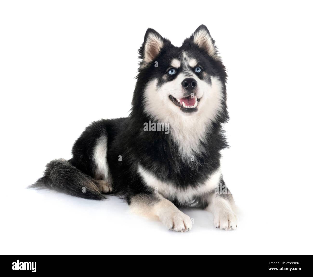 picture of a pomsky in front of white background Stock Photo - Alamy