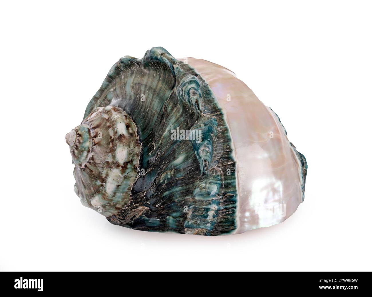 conch shell in front of white background Stock Photo - Alamy