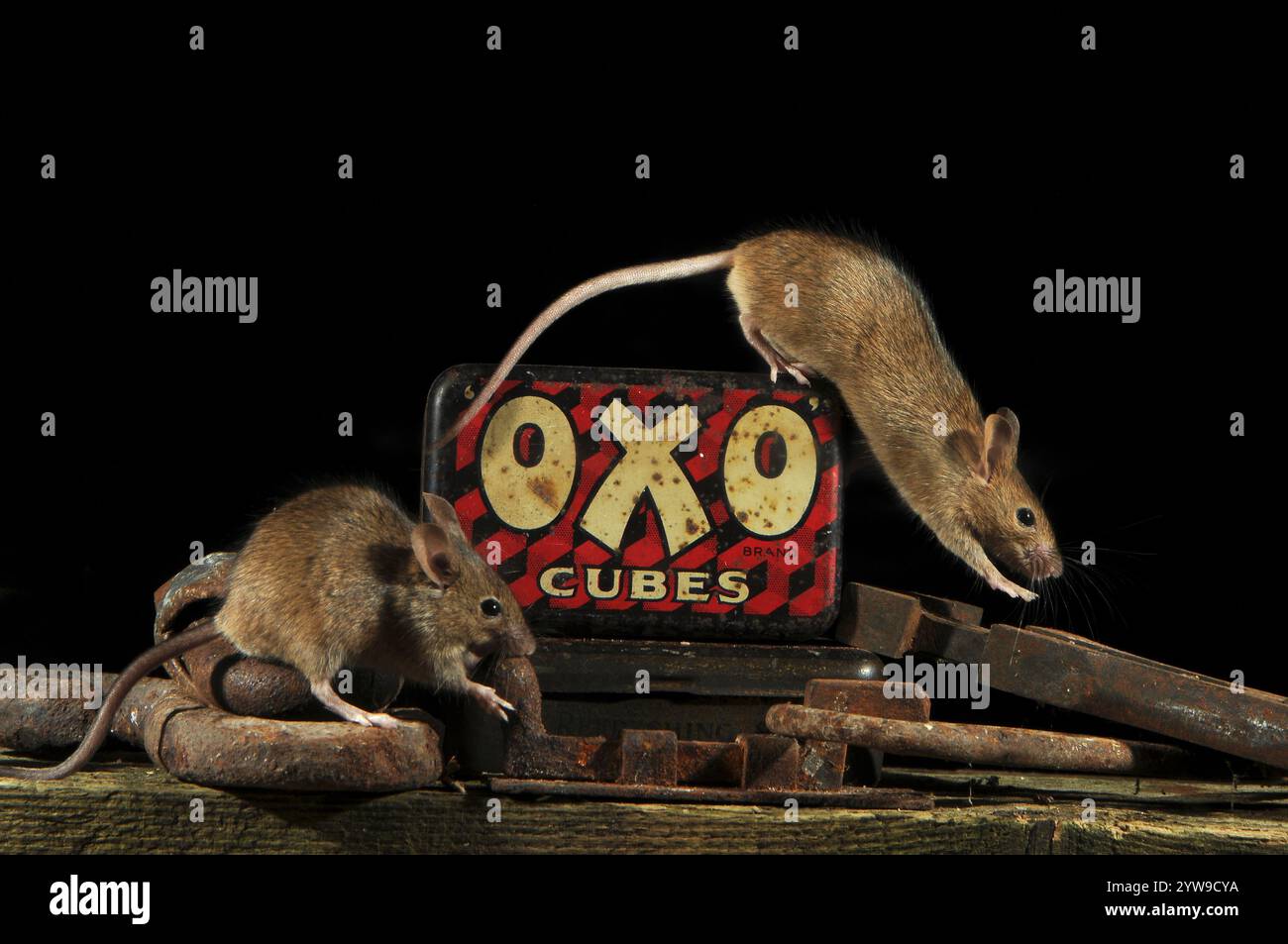 Adult house mice Dorset, UK Stock Photo - Alamy