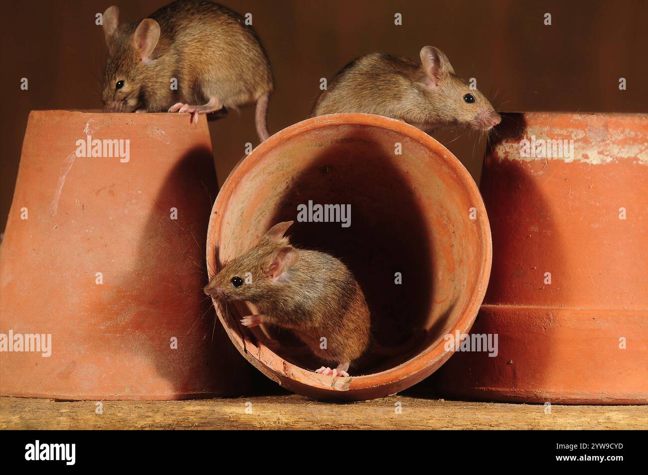Adult house mice Dorset, UK Stock Photo - Alamy