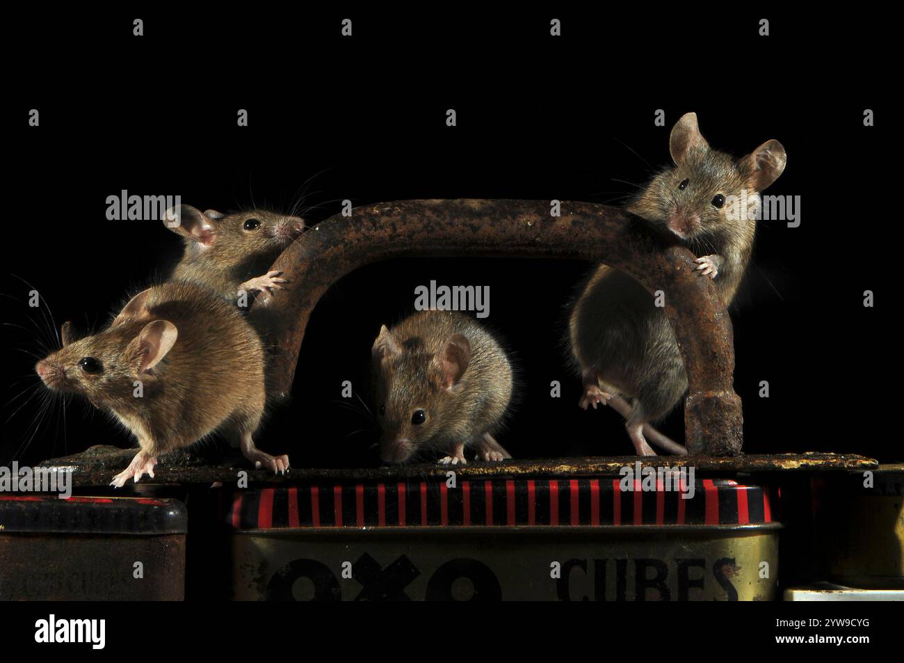 Adult house mice Dorset, UK Stock Photo - Alamy