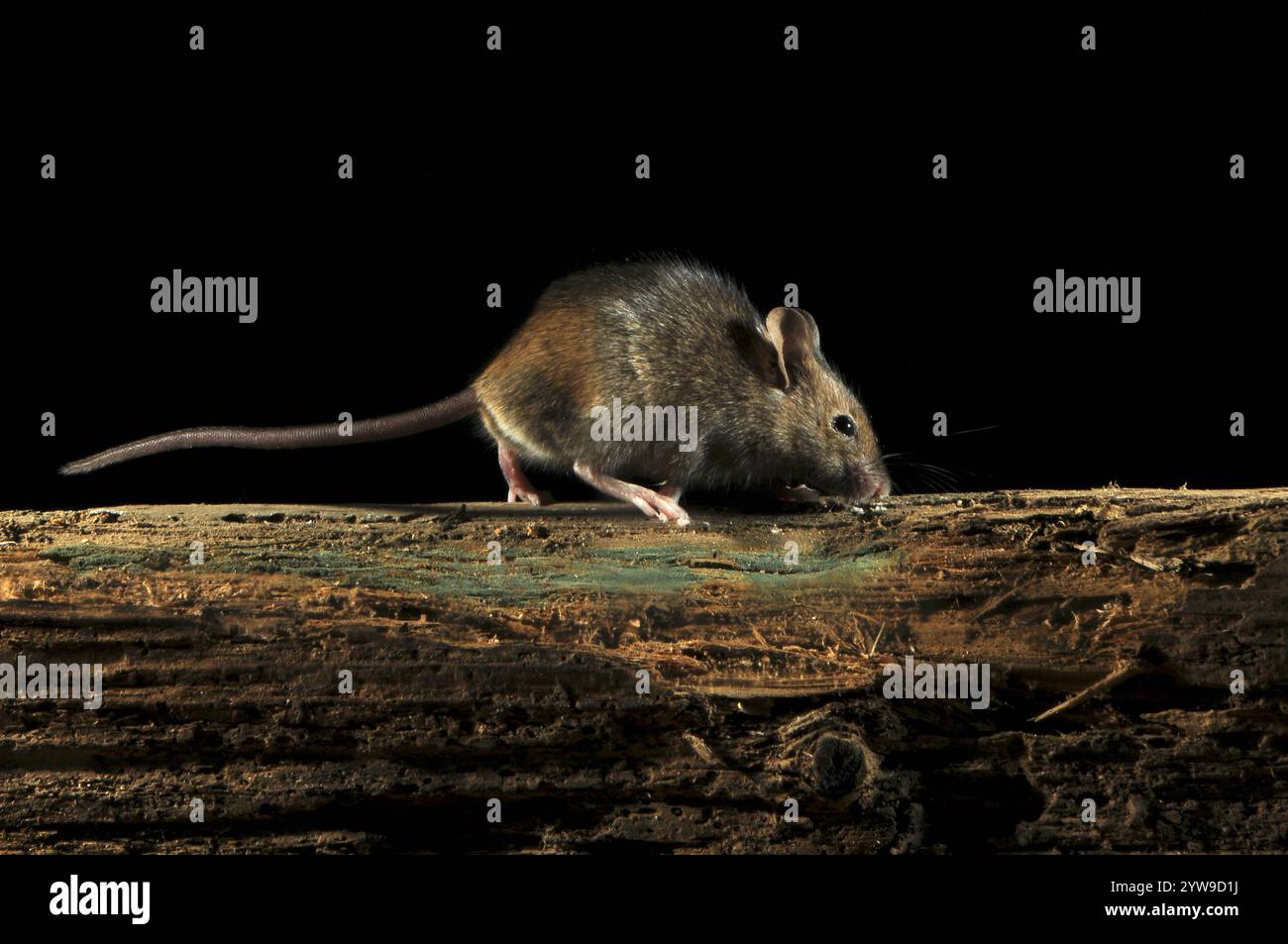 Adult house mouse Dorset, UK Stock Photo - Alamy