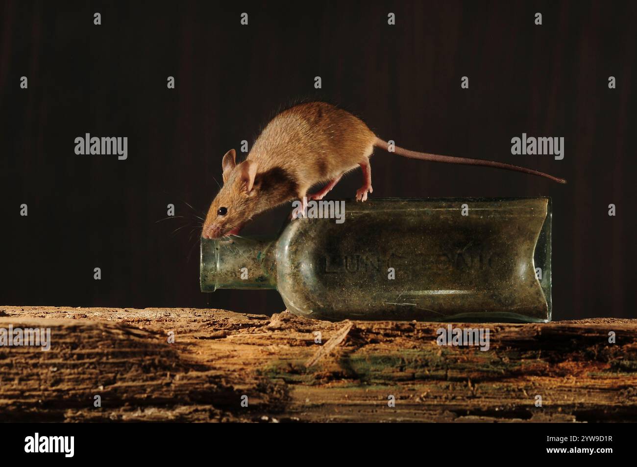 Adult house mouse Dorset, UK Stock Photo - Alamy