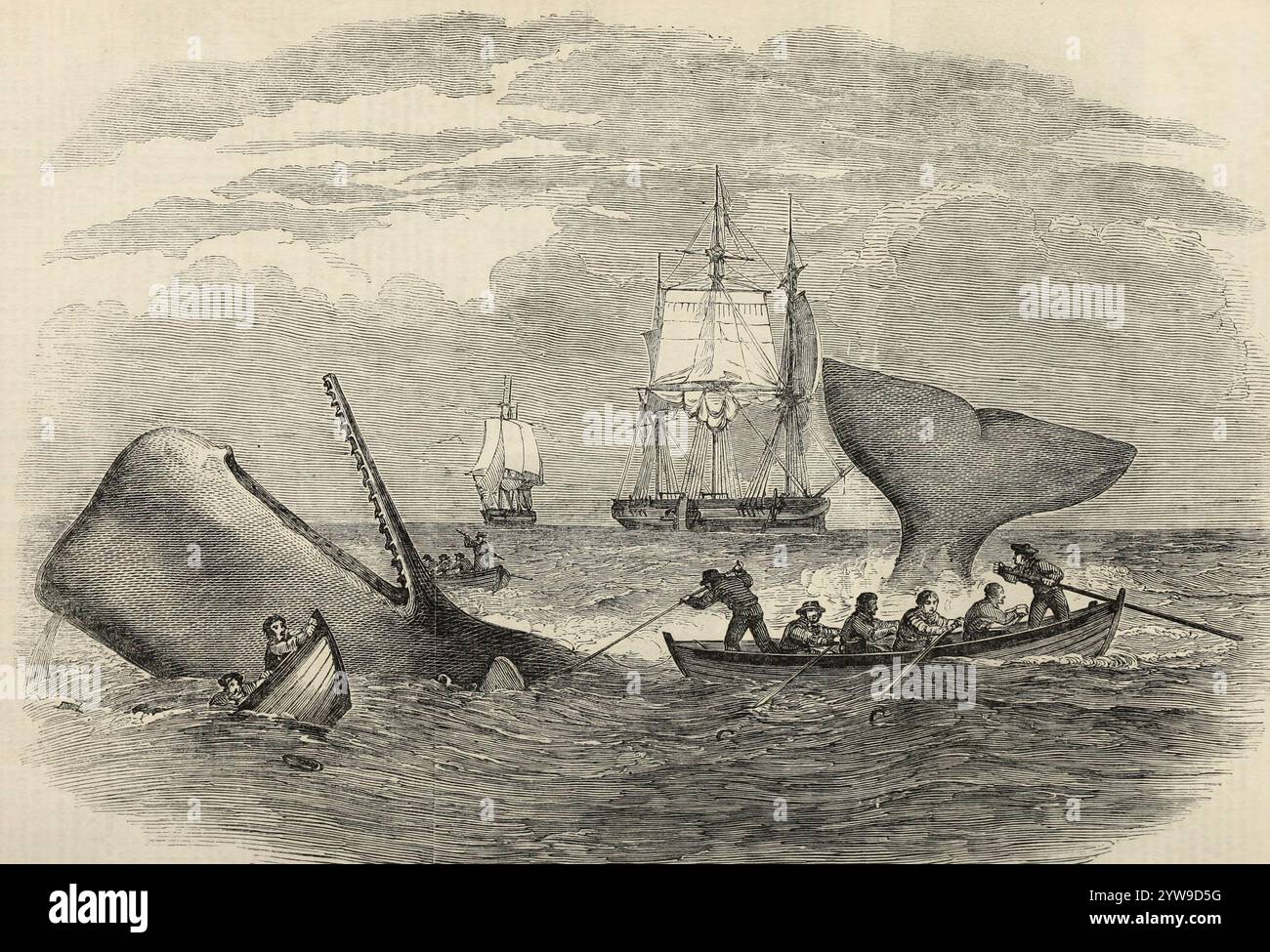Whale hunting in the UK in the 1840s Stock Photo - Alamy