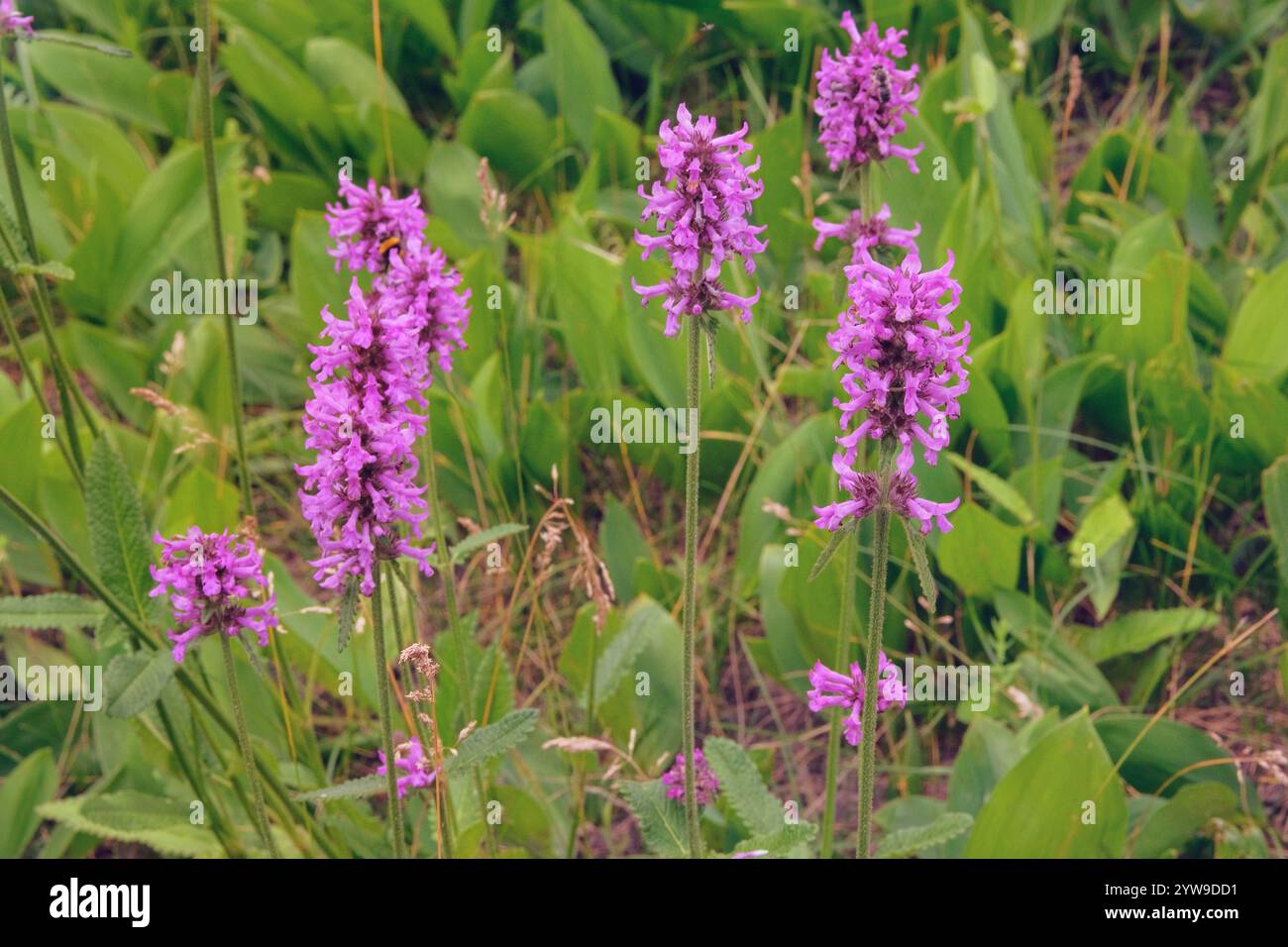 Stachys officinalis ‘rosea’ hi-res stock photography and images - Alamy