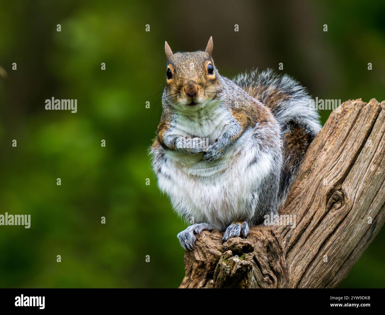 Grey Squirrel Sitting on a Log Stock Photo - Alamy