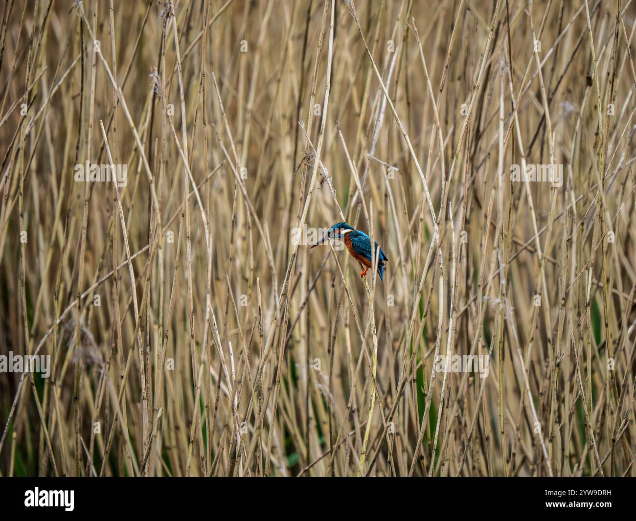Kingfisher in a Reed Bed Fishing Stock Photo - Alamy