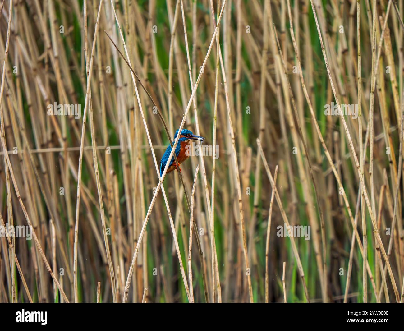 Kingfisher in a Reed Bed Fishing Stock Photo - Alamy