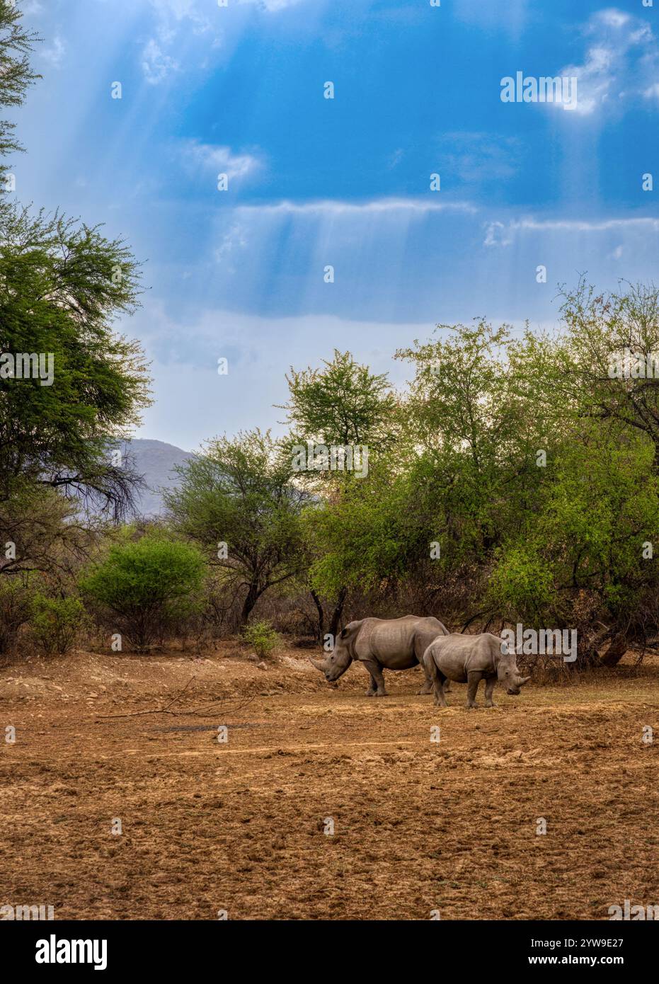 two rhinos in the african bush, wilderness acacia trees mountain in the ...