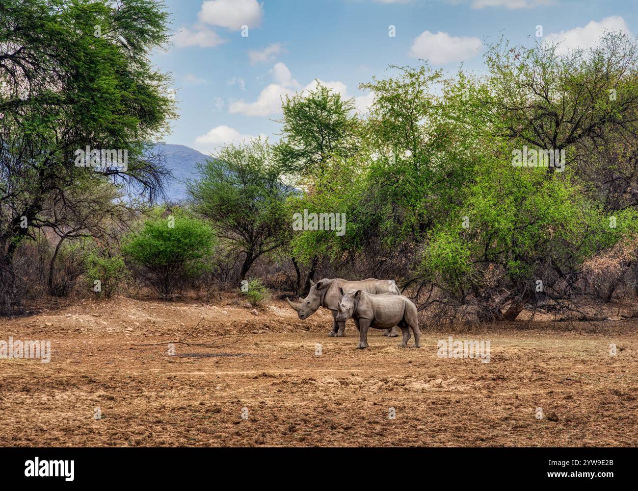 two rhinos in the african bush, wilderness acacia trees mountain in the ...