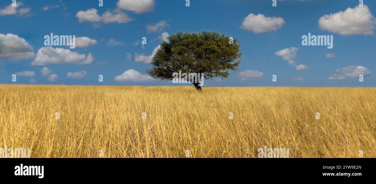landscape tree alone in the savannah, dry grass, blue sky with cumulus ...