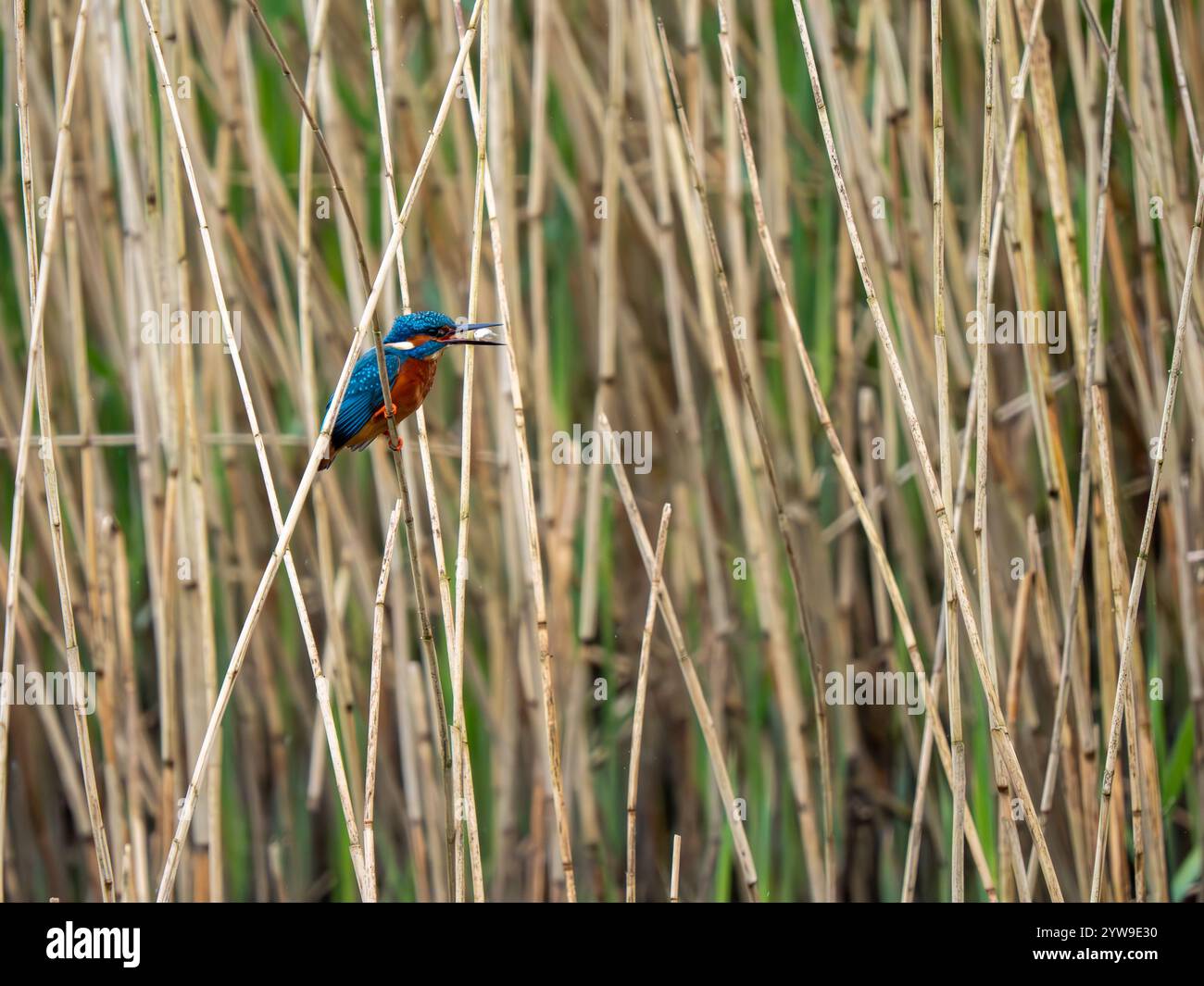 Kingfisher in a Reed Bed Fishing Stock Photo - Alamy