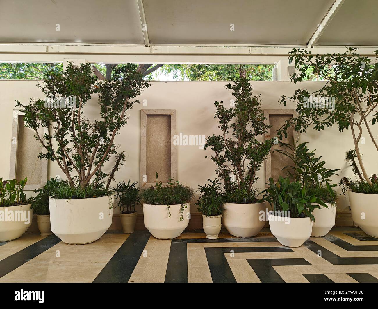 Lush greenery fills white pots in a stylish indoor garden reflecting ...